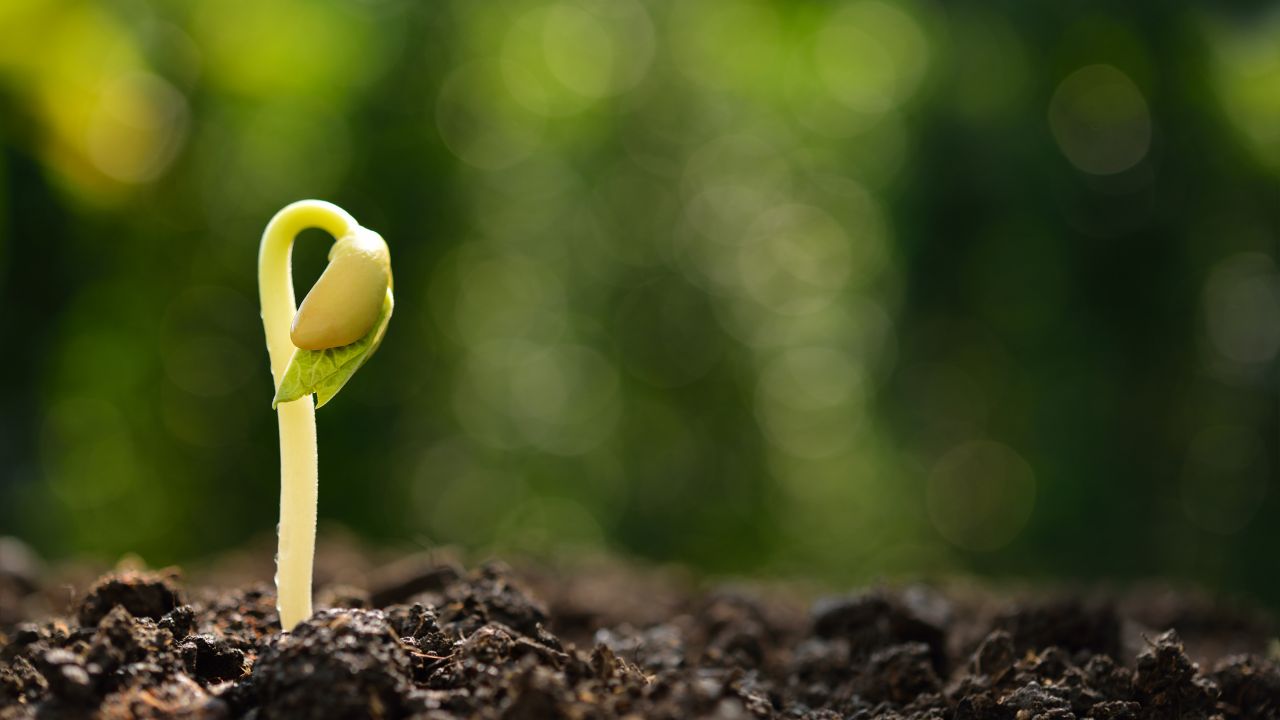 The Astonishing Power of a Faithful Mustard Seed Revolution ...